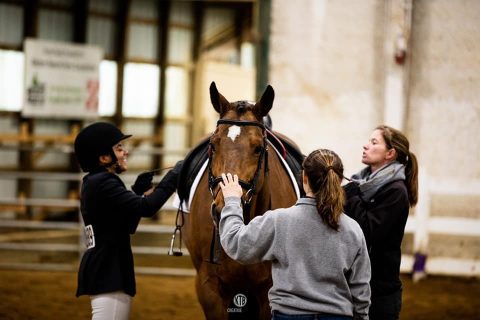 Homepage - Team Dressage